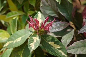 Cara Tepat Konsumsi Daun Ungu + 10 Manfaat Utamanya [Lengkap] - Sido ...