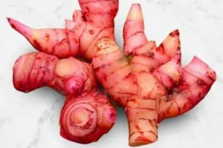 Jahe Merah vs Jahe Biasa: Panduan Lengkap Memilih & Manfaatnya